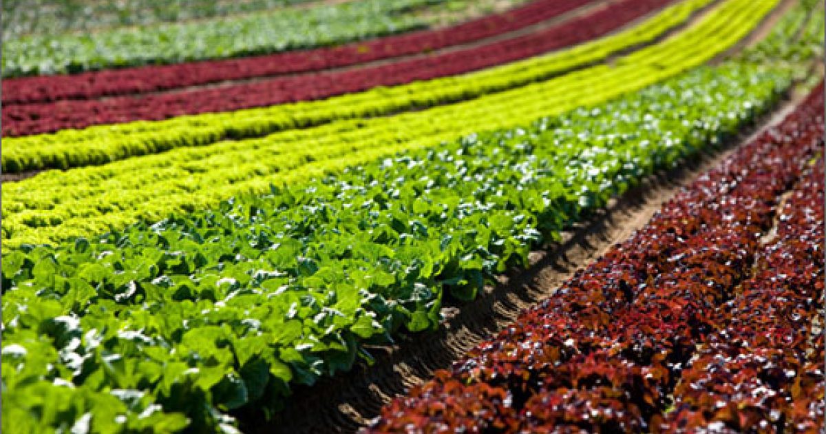 Program launched to unlock grower solutions for Australia’s biggest ...